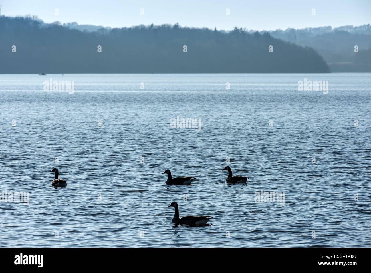 Forest Row, March 4th 2025: Weir Wood Reservoir Stock Photo - Alamy
