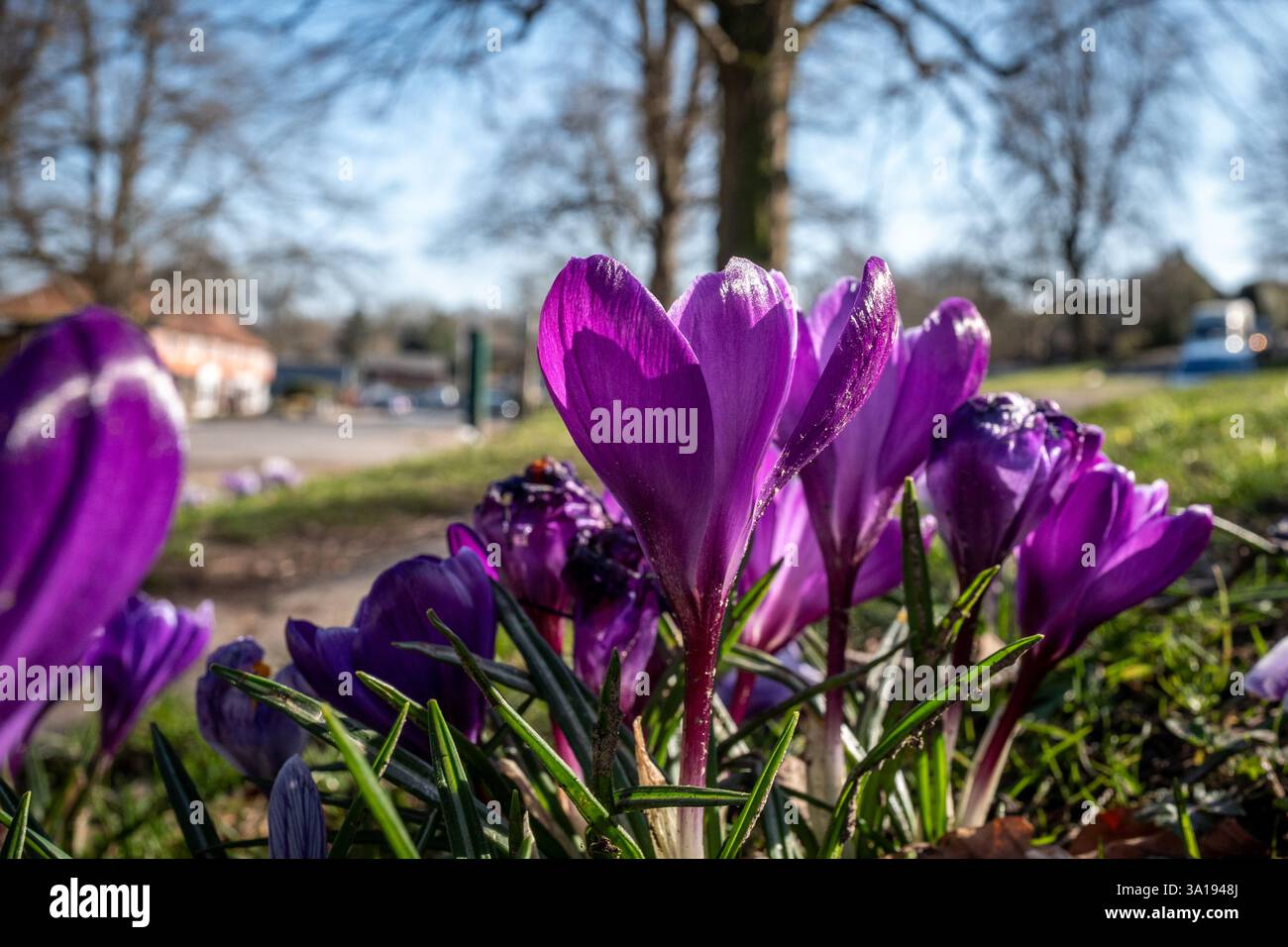 Forest Row, March 4th 2025: Crocuses in bloom Stock Photo - Alamy