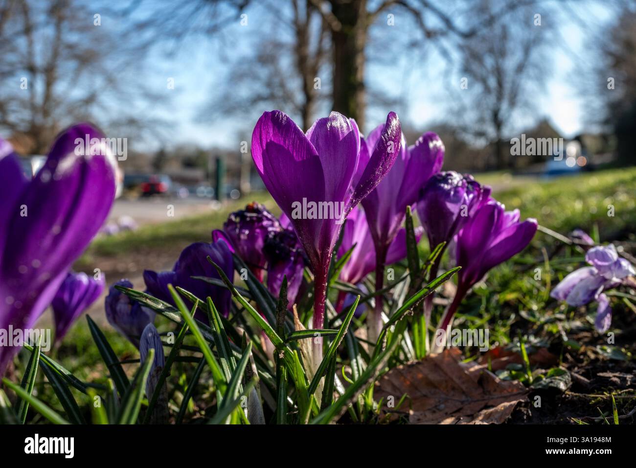 Forest Row, March 4th 2025: Crocuses in bloom Stock Photo - Alamy
