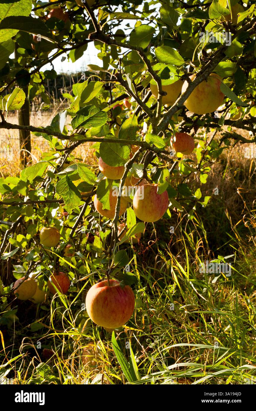 Concept tree growing on hi-res stock photography and images - Alamy