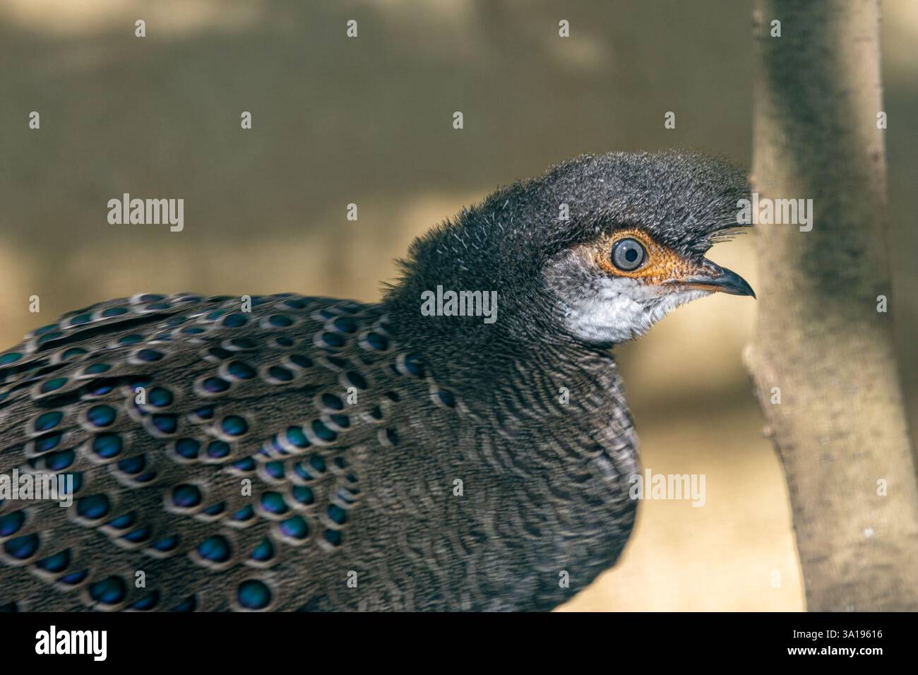 The Grey Peacock-Pheasant feeds on seeds, insects, and fruits. This ...