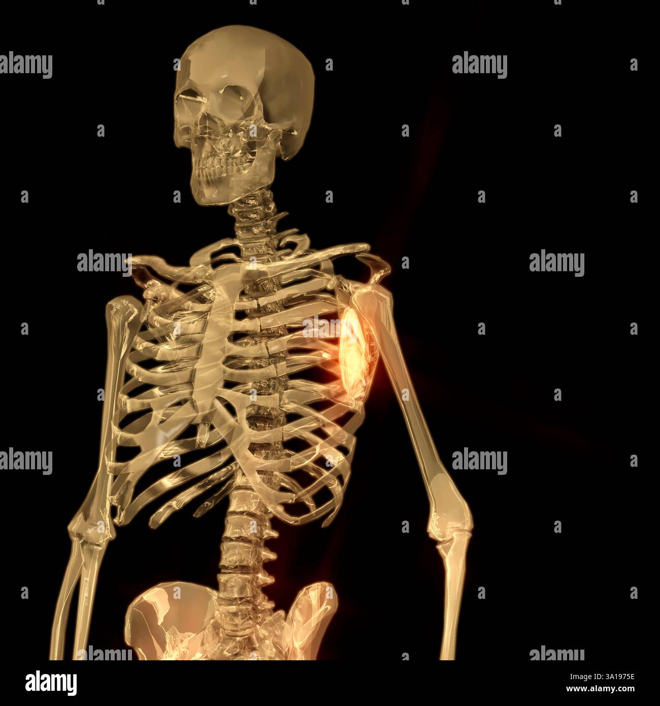 Human skeleton 3d hi-res stock photography and images - Alamy