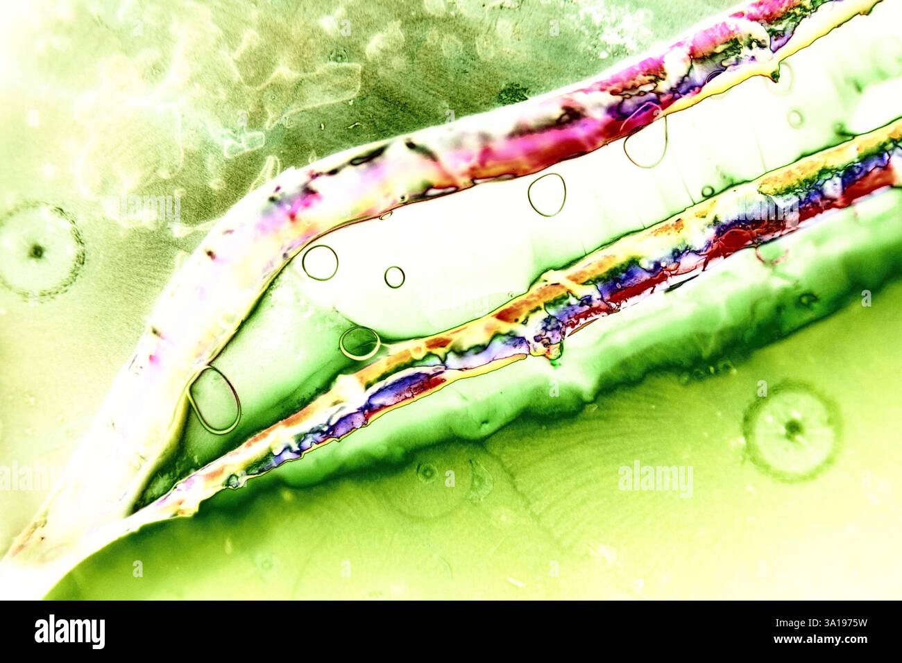 Light Graphics: Microphoto of translucent structures in polarized light ...