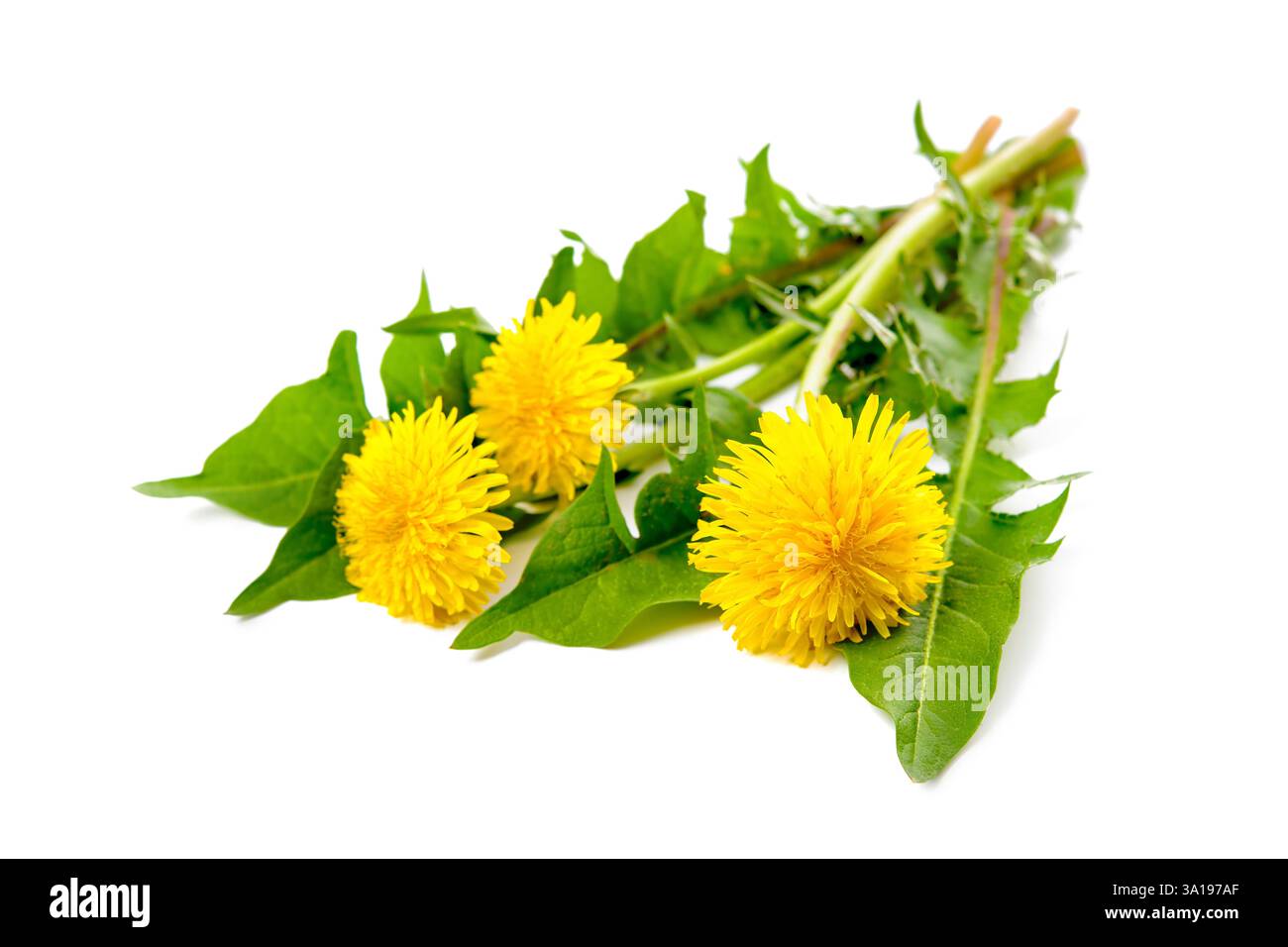 Weed plant in field Cut Out Stock Images & Pictures - Alamy