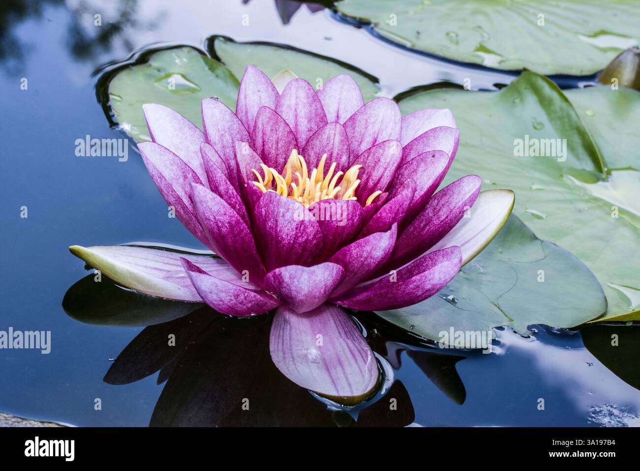 Red water lilies (Nymphaea hybrids) in the garden pond Stock Photo - Alamy