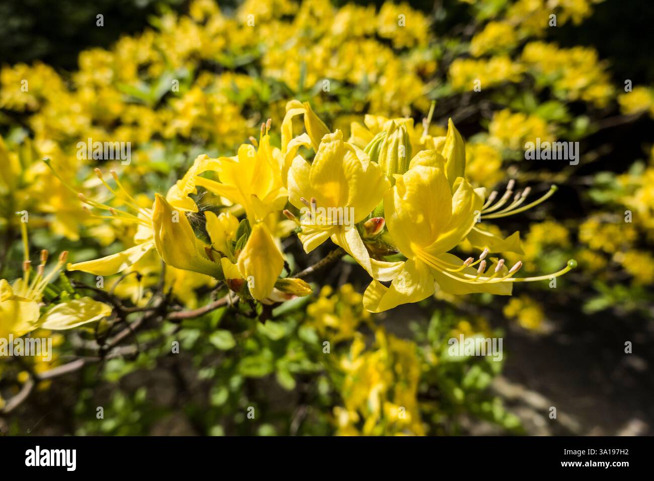 Yellow flowering azalea (Rhododendron luteum Stock Photo - Alamy