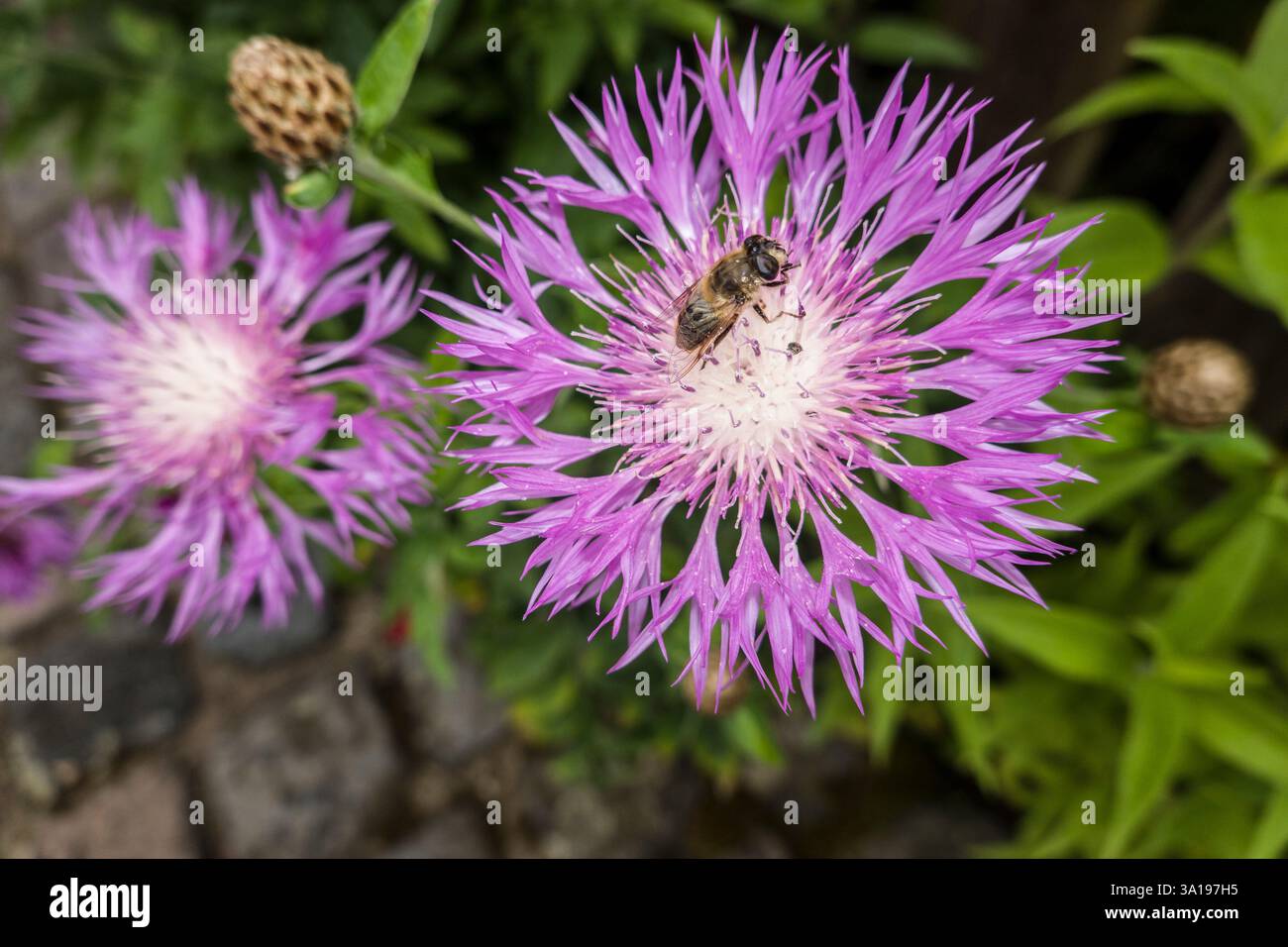 Dung bee (Eristalis tenax) on a knapweed (Centaurea Stock Photo - Alamy