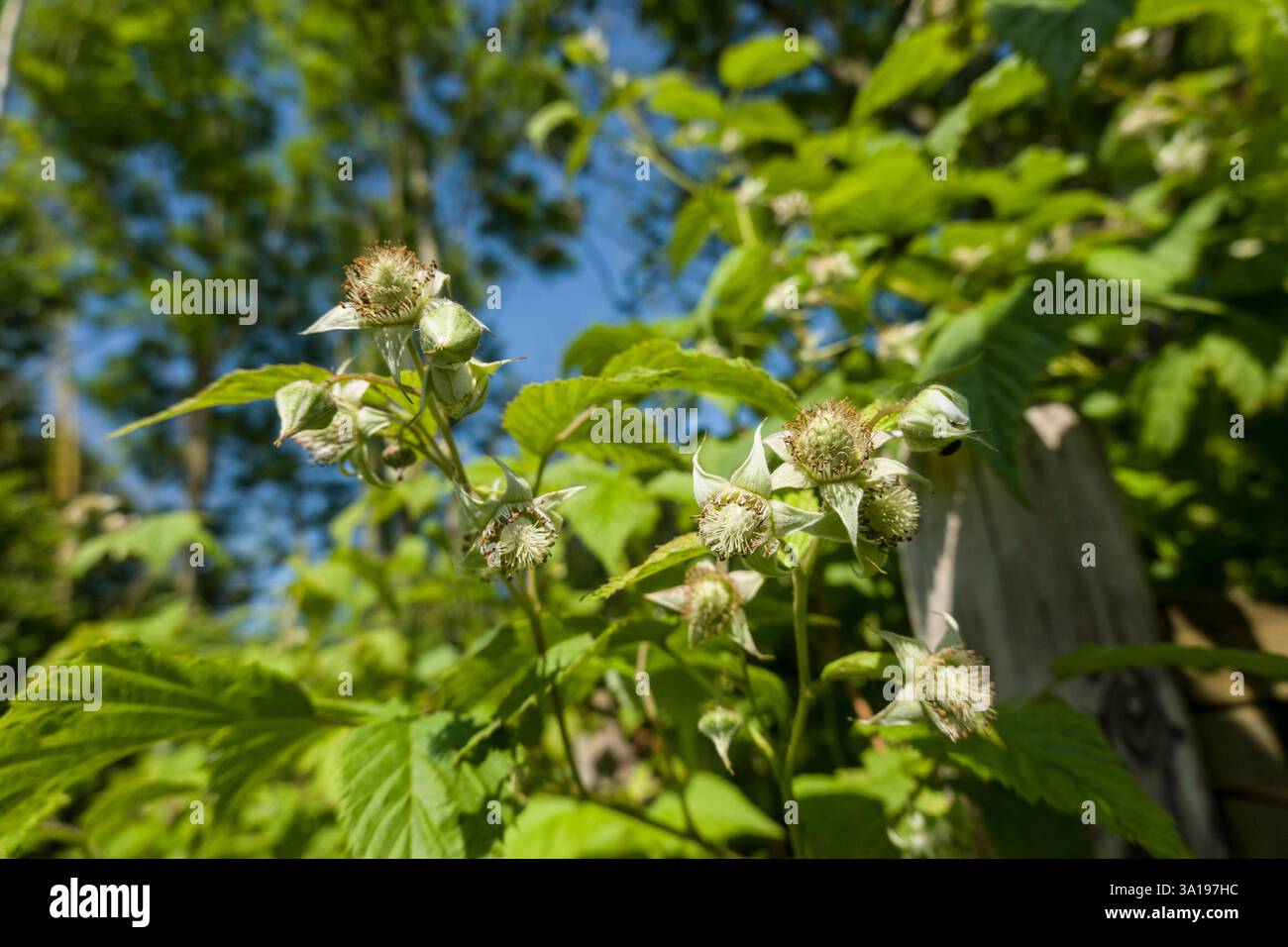 Raspberry (Rubus idaeus) - flowering shrub Stock Photo - Alamy