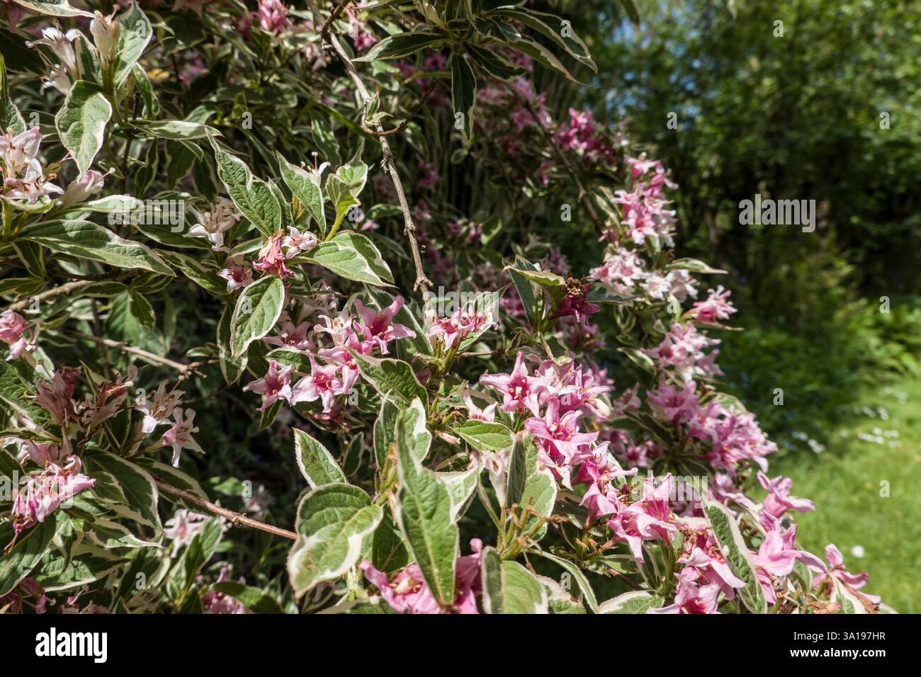 Sweet weigela (Weigela florida), flowering shrub with variegated leaves ...