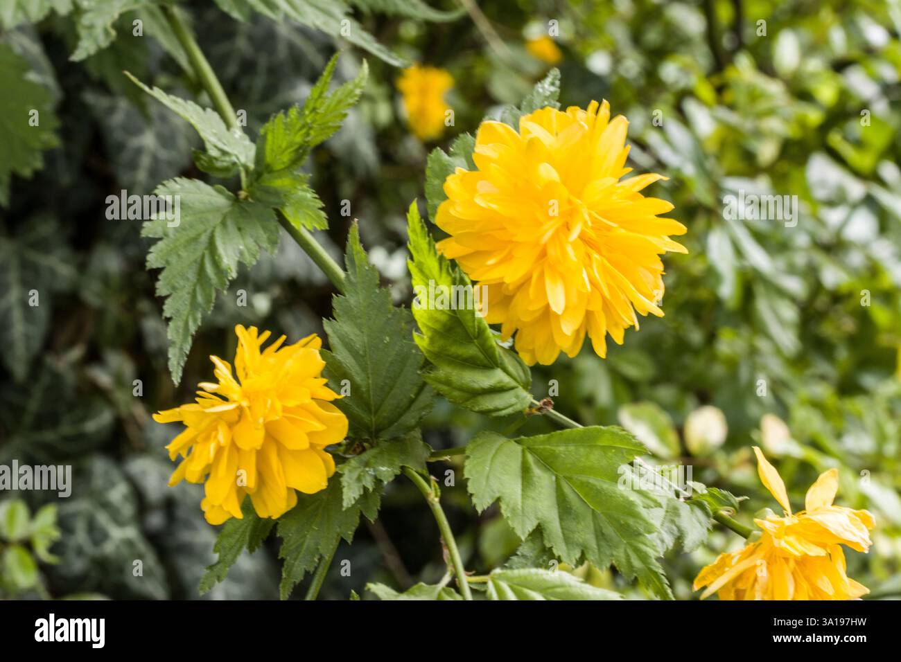 Japanese kerria (Kerria japonica) - cultivar with double flowers Stock ...