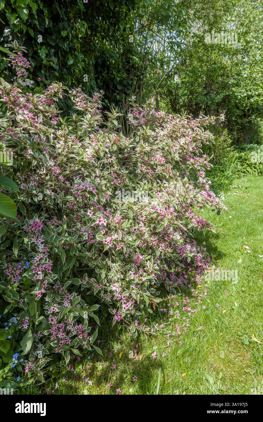 Sweet weigela (Weigela florida), flowering shrub with variegated leaves ...