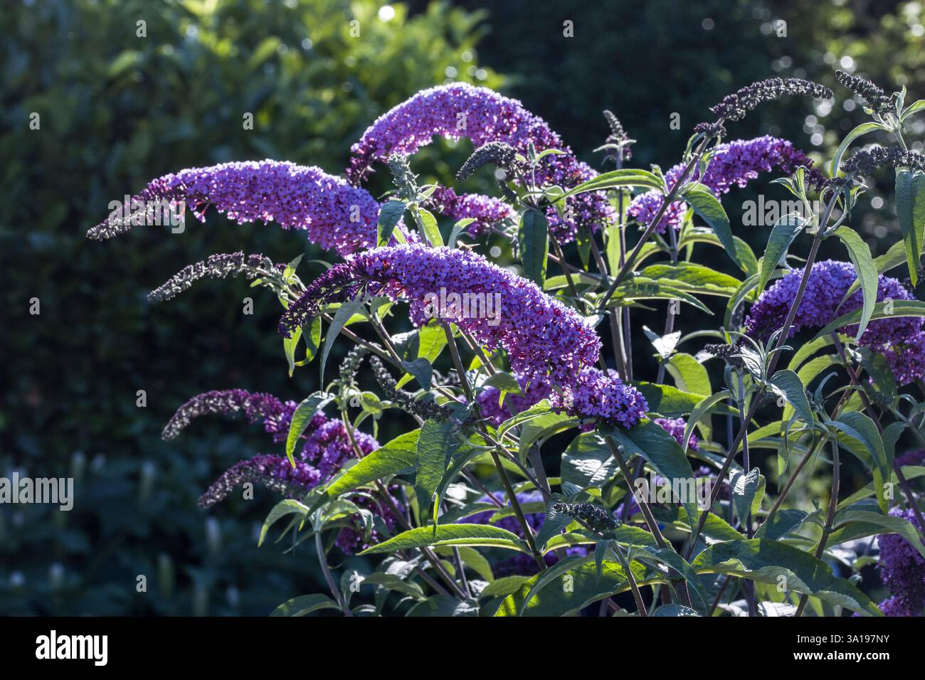 Butterfly bush, summer lilac (Buddleja davidii) - purple inflorescence ...