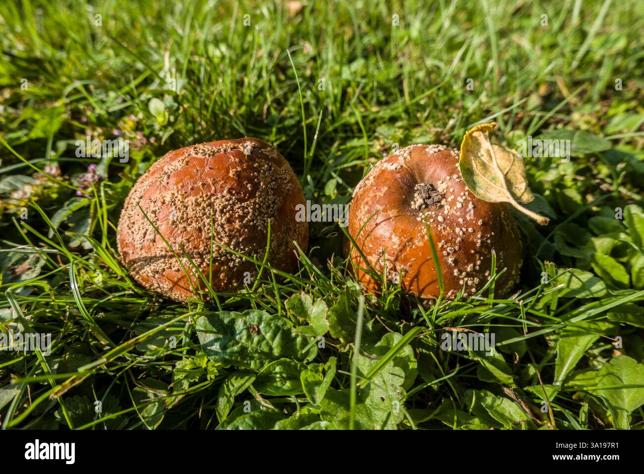 Fruit rot on apples caused by the fungus Monilia fructigena Stock Photo ...