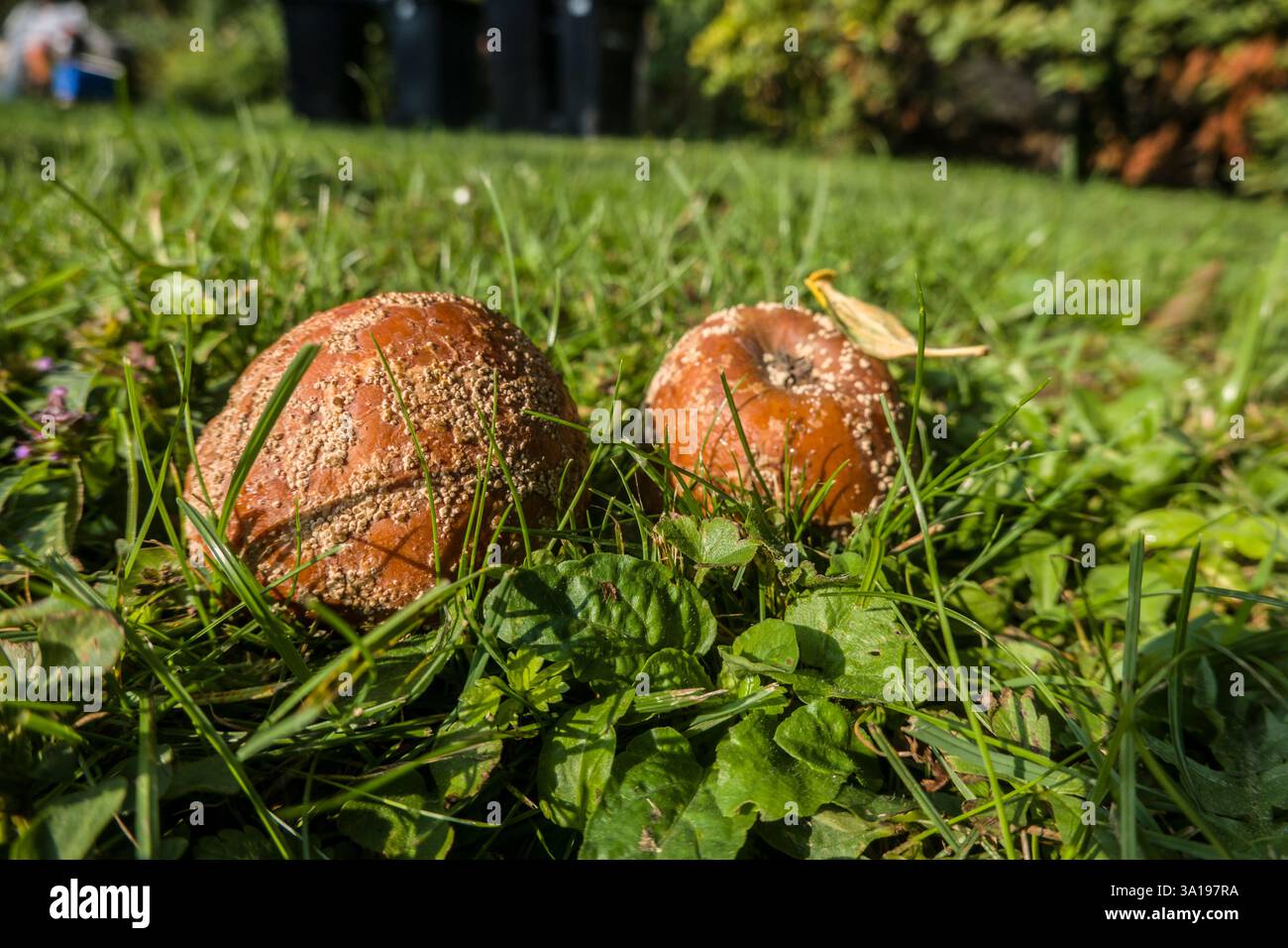 Fruit rot on apples caused by the fungus Monilia fructigena Stock Photo ...