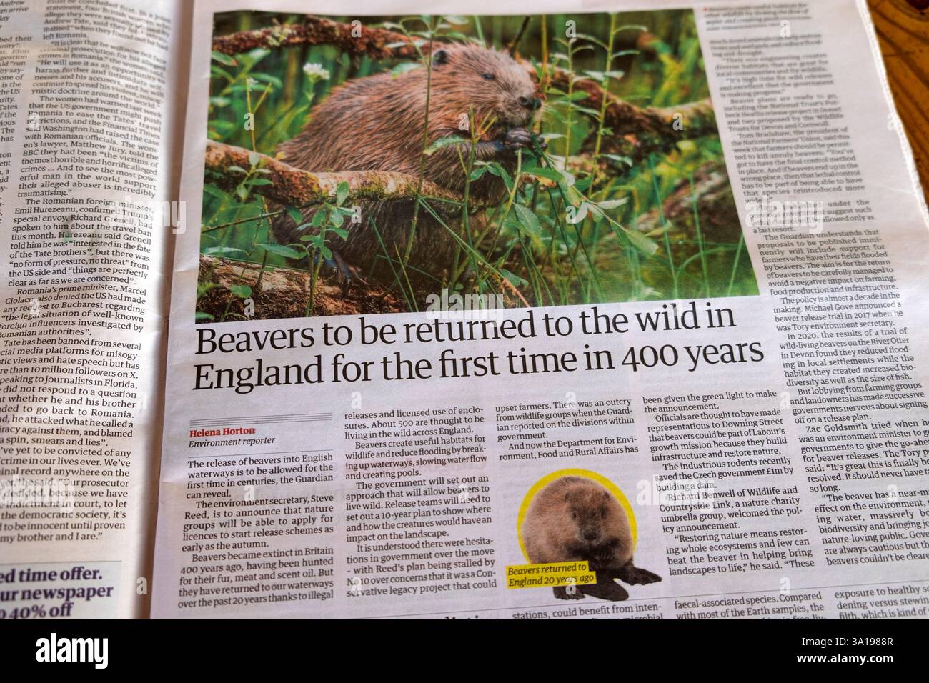 'Beavers to be returned to the wild in England for the first time in ...