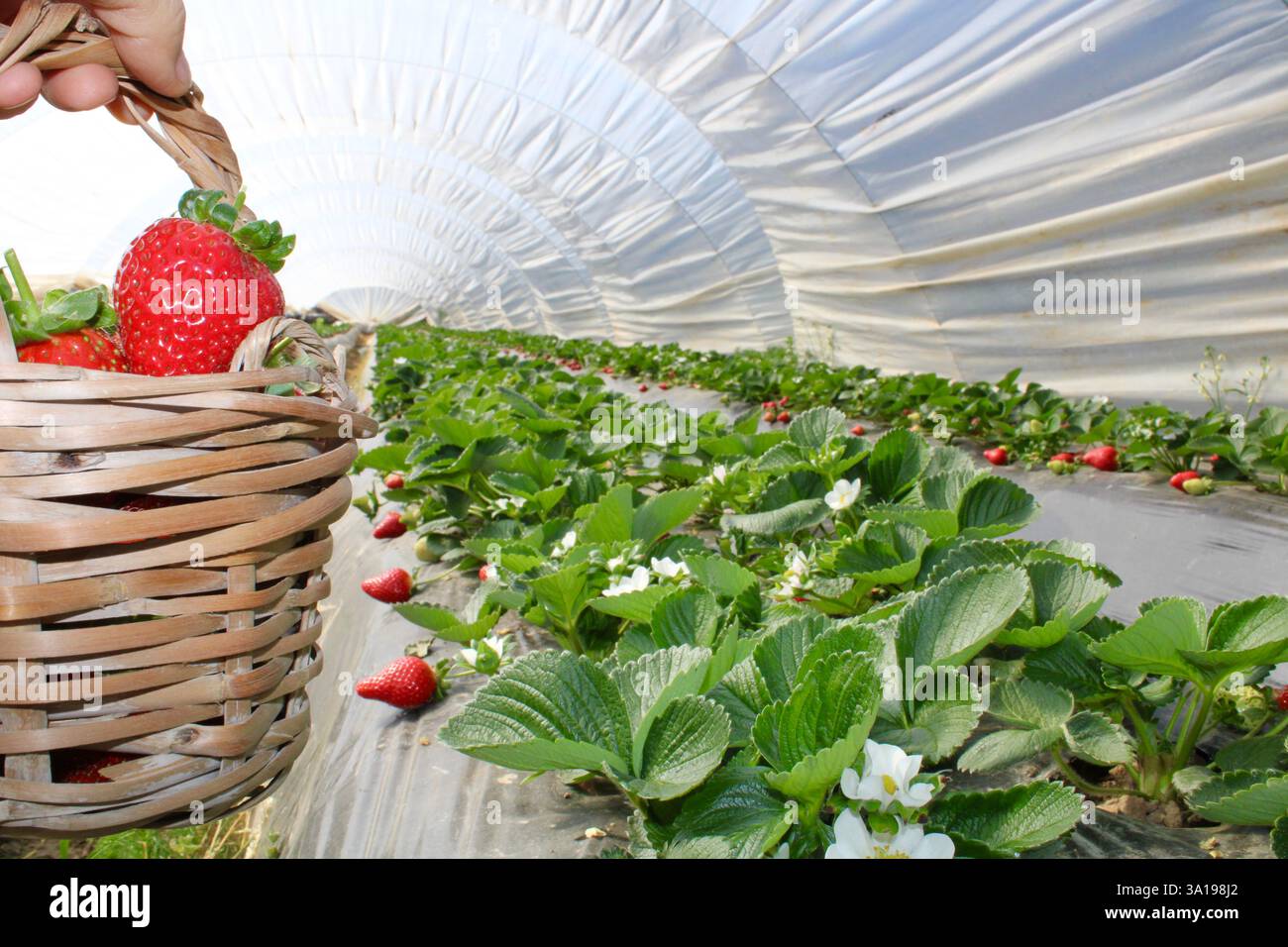Freshly harvested strawberries in a small wicker basket inside a ...