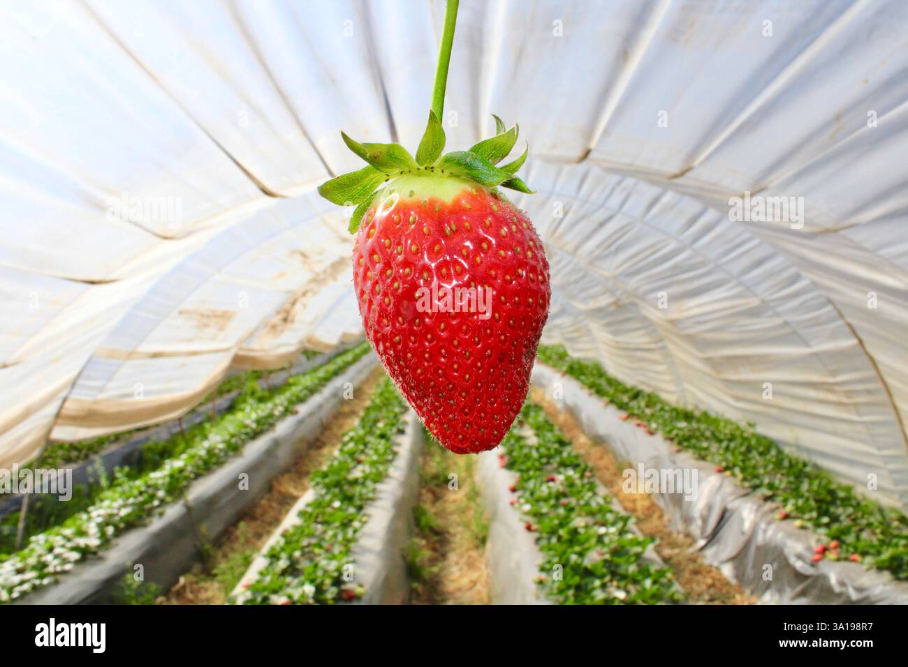 A ripe strawberry hanging from its stem inside a greenhouse. The wide ...