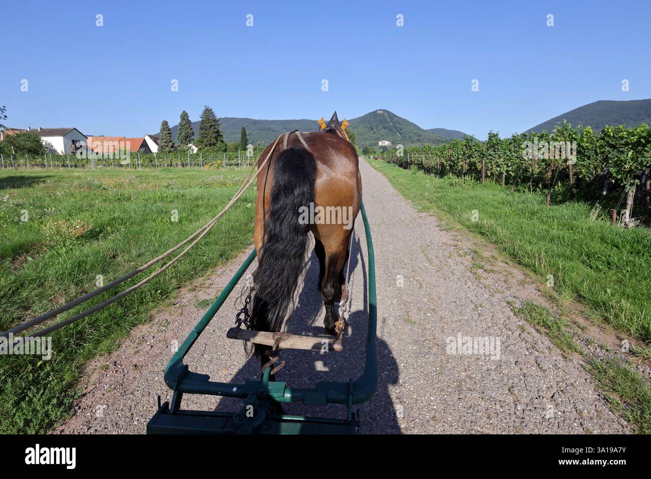 working horse, heavy draught horse, strong neck, mane, brown coat ...