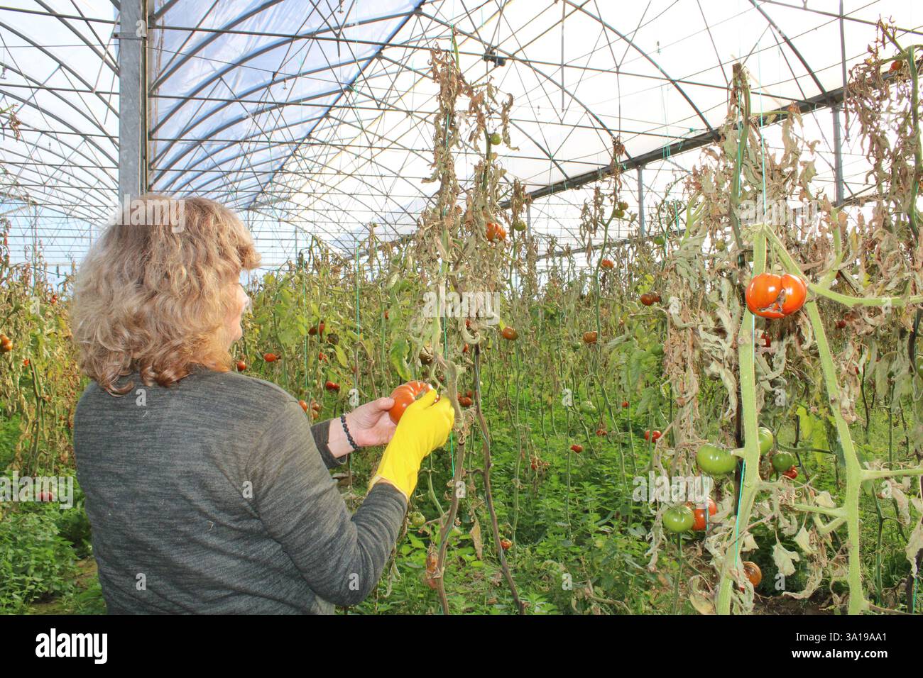 A woman wearing yellow gloves inspects a ripe tomato in a greenhouse ...