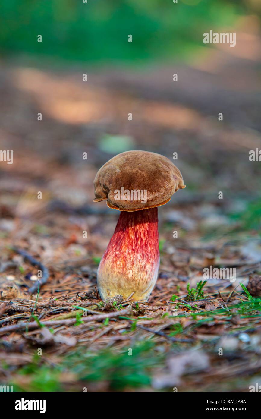 Portrait of funghi Dotted Stem Bolete, Neoboletus luridiformis ...