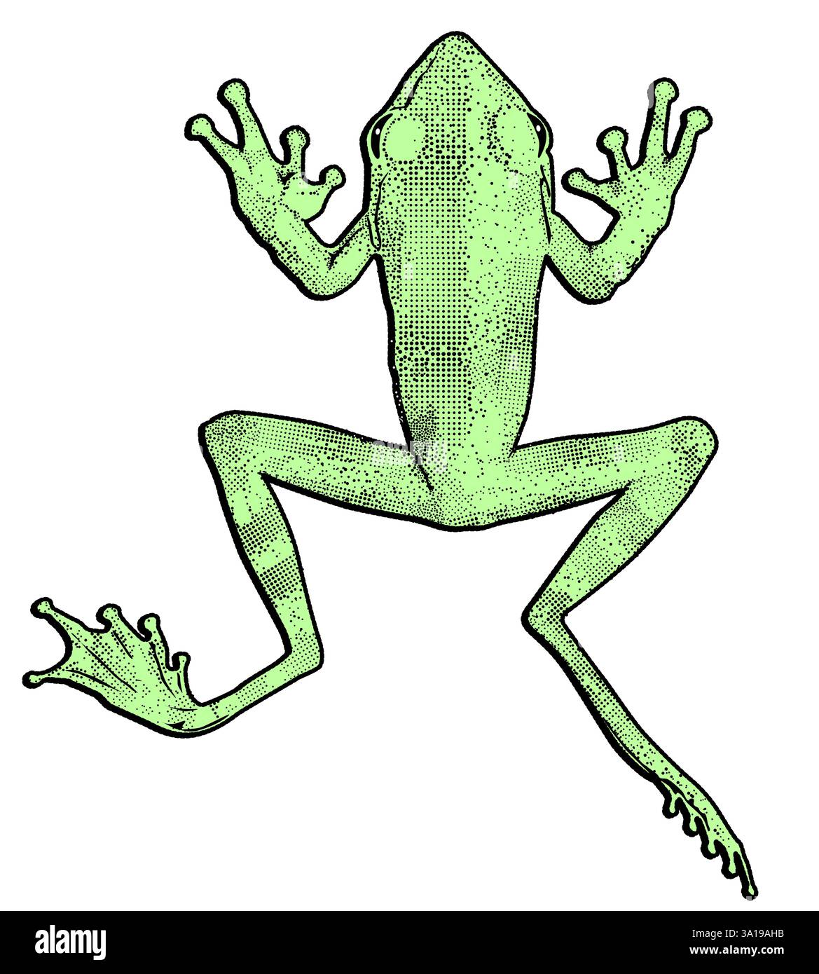 green frog, cut-out illustration Stock Photo - Alamy