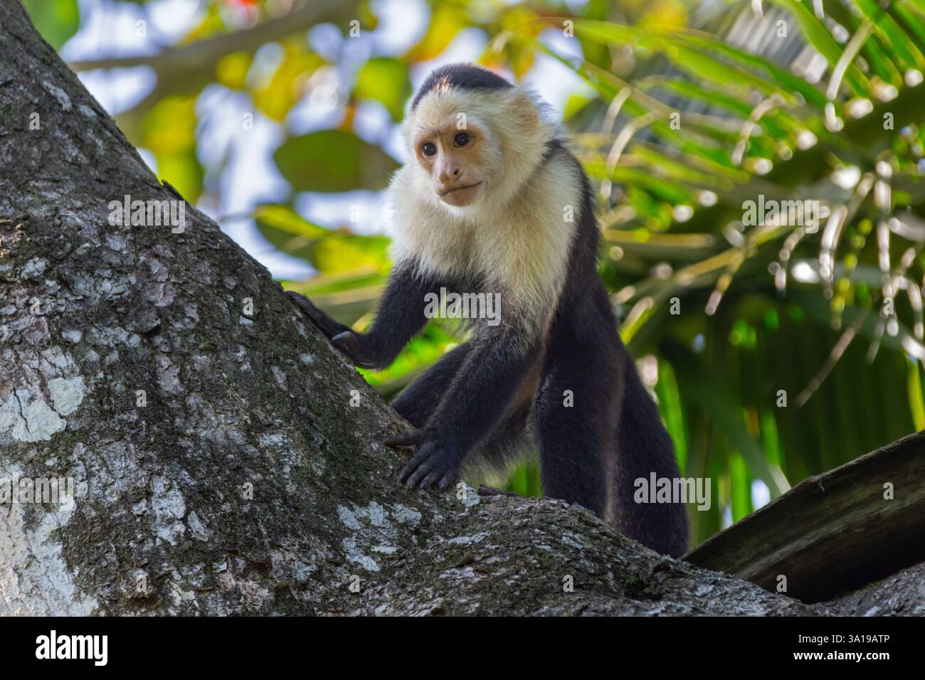 White-faced Capuchin monkey in tropical forest Stock Photo - Alamy