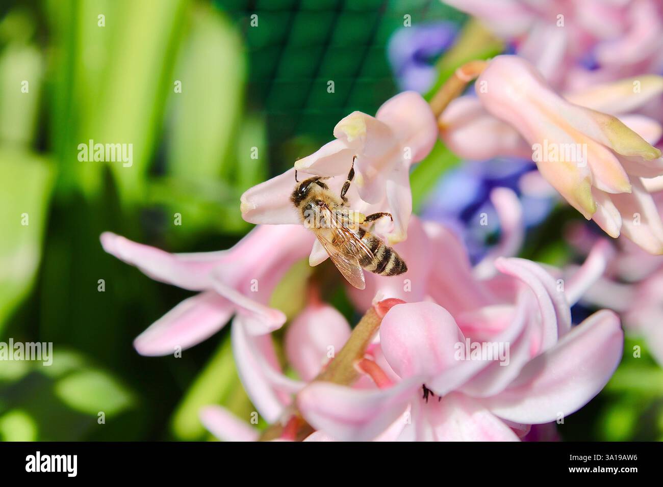 A honey bee collecting pollen from a pink hyacinth flower. The macro ...