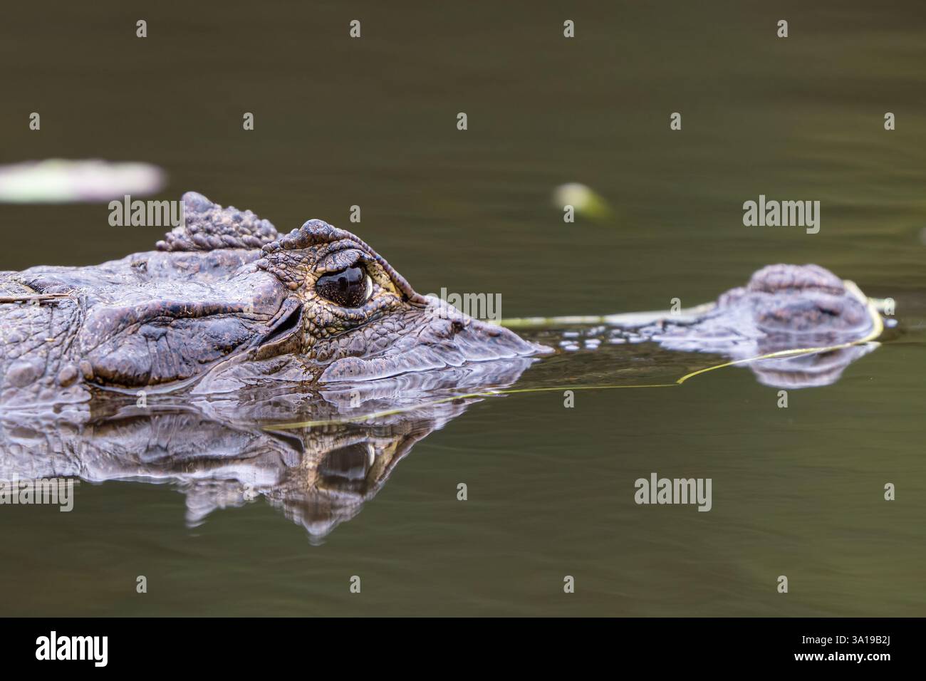 The spectacled caiman, Caiman crocodilus, known as the white or common ...