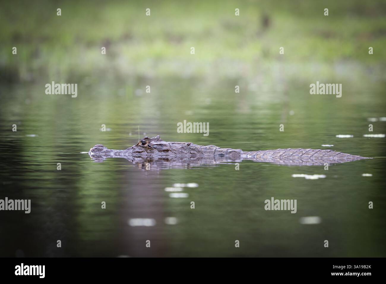 The spectacled caiman, Caiman crocodilus, known as the white or common ...