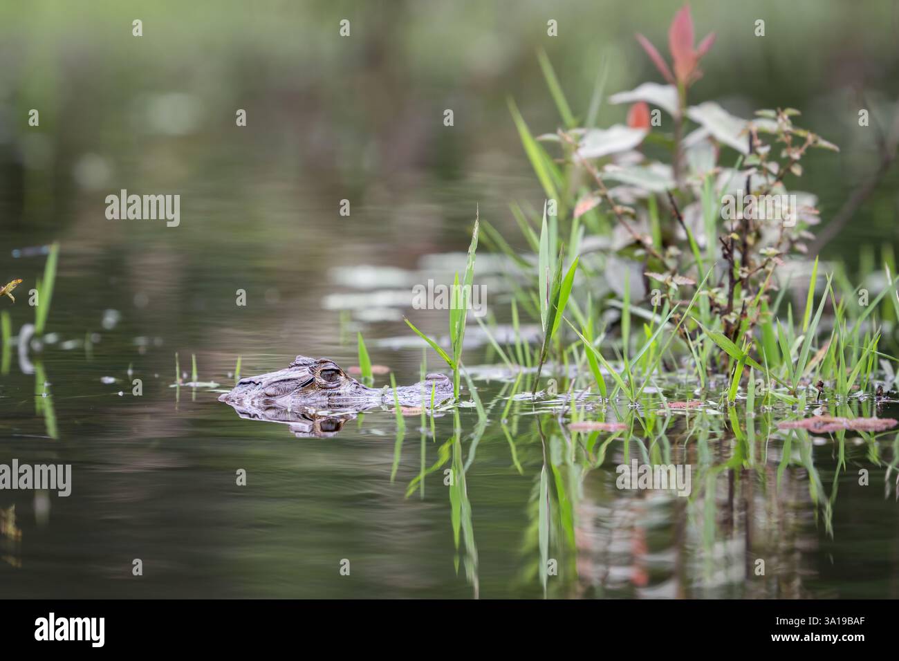 The spectacled caiman, Caiman crocodilus, known as the white or common ...