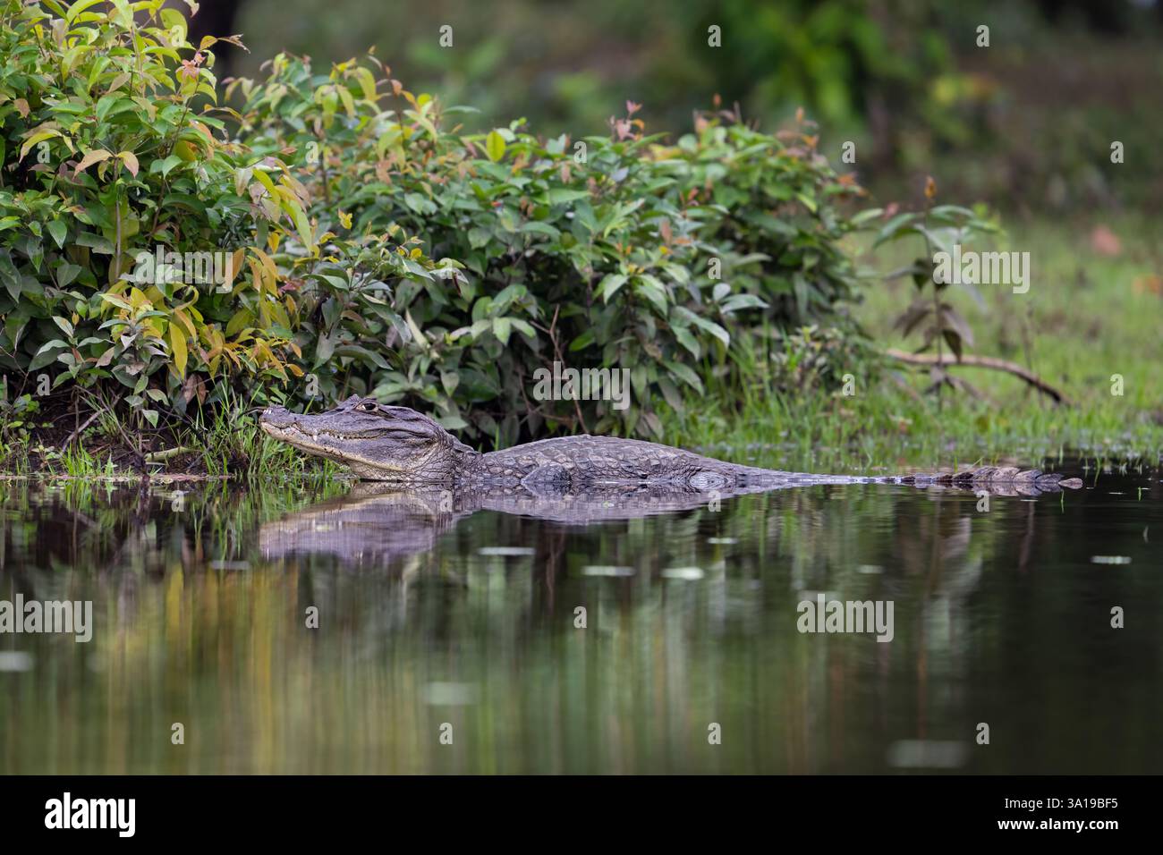 The spectacled caiman, Caiman crocodilus, known as the white or common ...