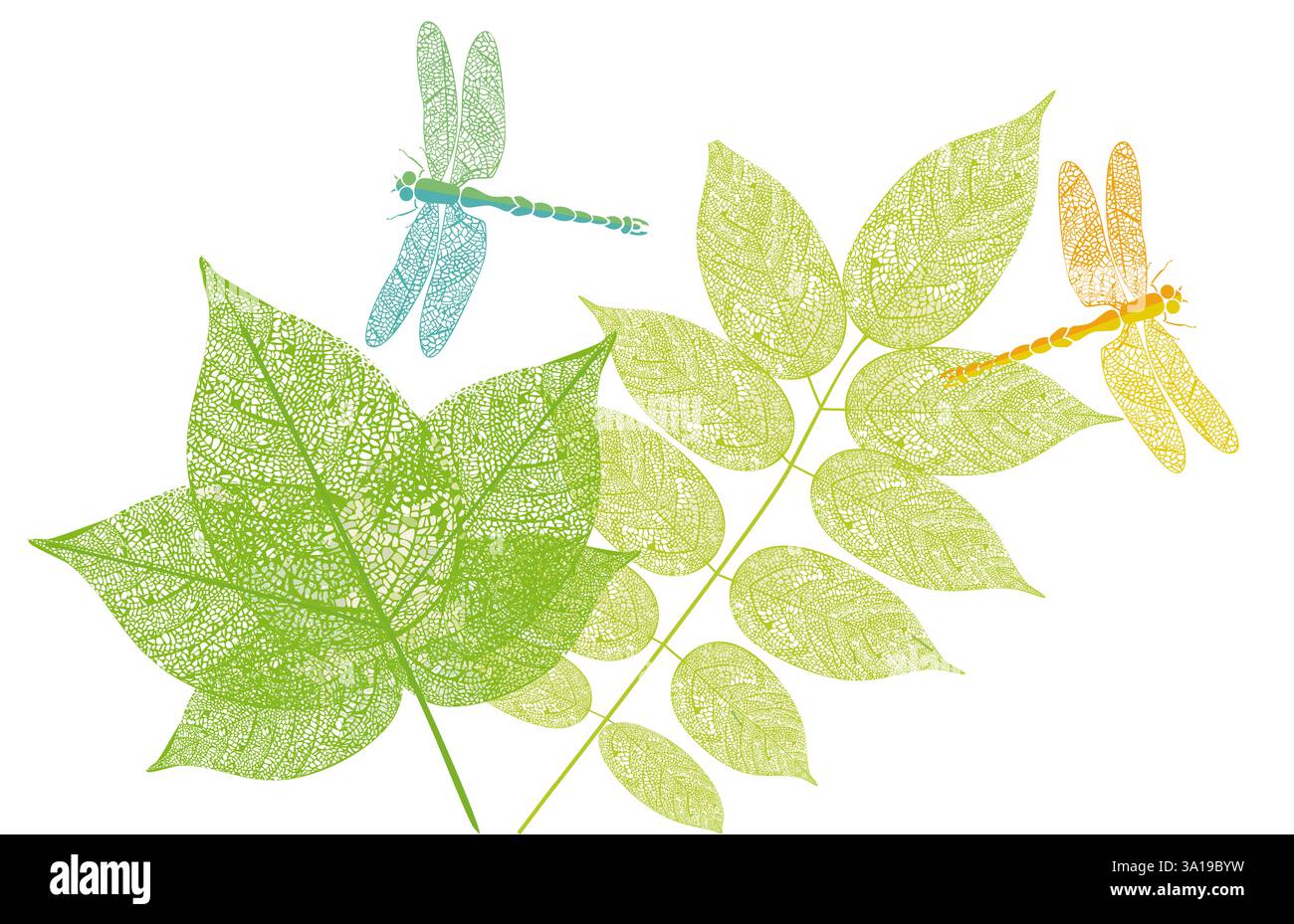 Two dragonflies with leaves, illustration Stock Photo - Alamy
