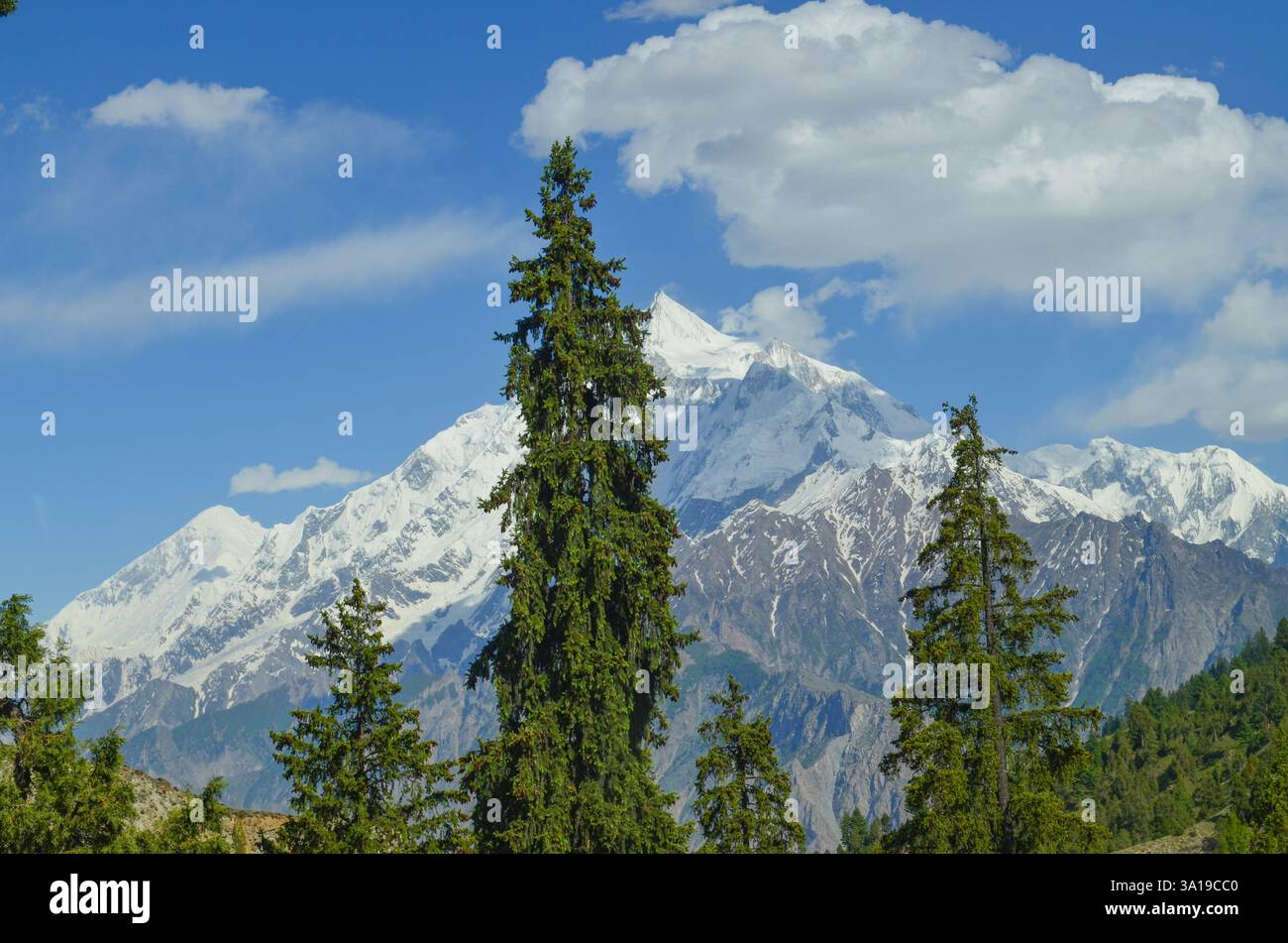 Majestic Rakaposhi Peak, draped in snow, among towering pine trees, a ...
