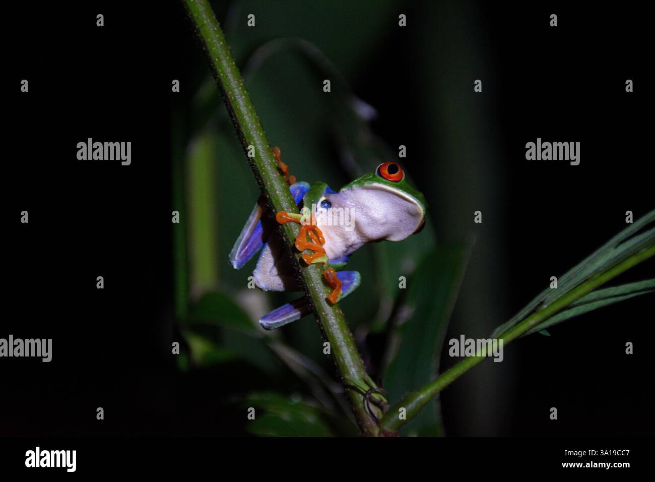 Red-eyed tree frog climbing a plant at night in a rainforest in Costa ...
