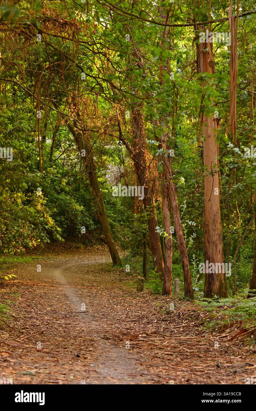 árboles de acacia hi-res stock photography and images - Alamy