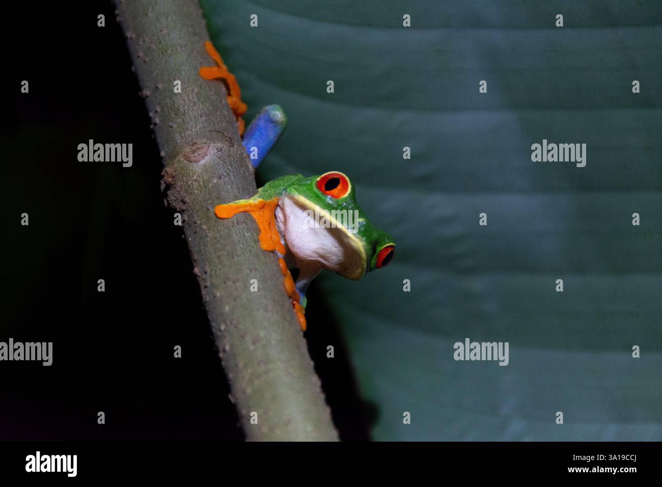 Red-eyed tree frog climbing a plant at night in the rainforest Stock ...