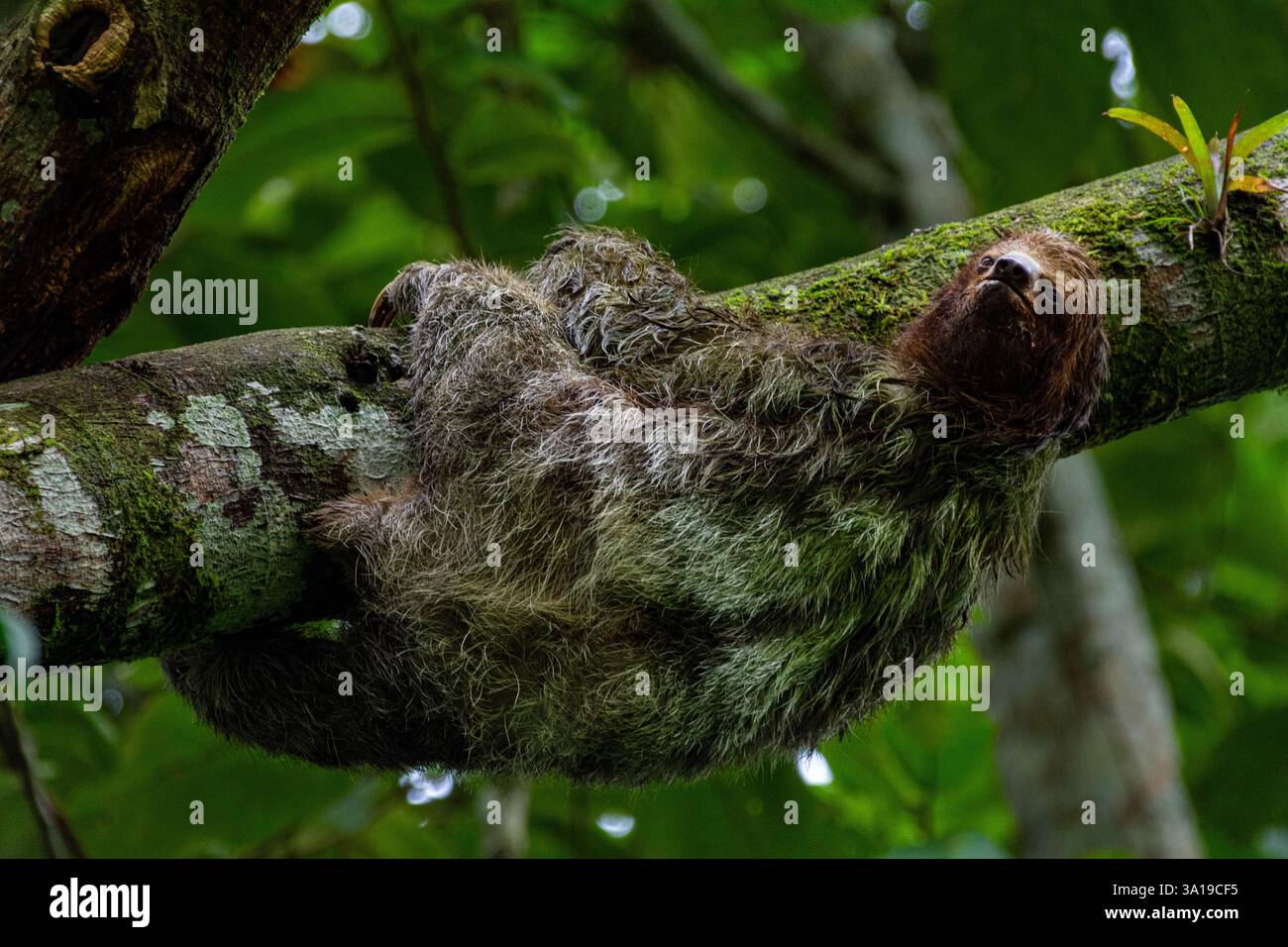 Relaxed sloth resting on a tree branch in the rainforest of Costa Rica Stock Photo - Alamy