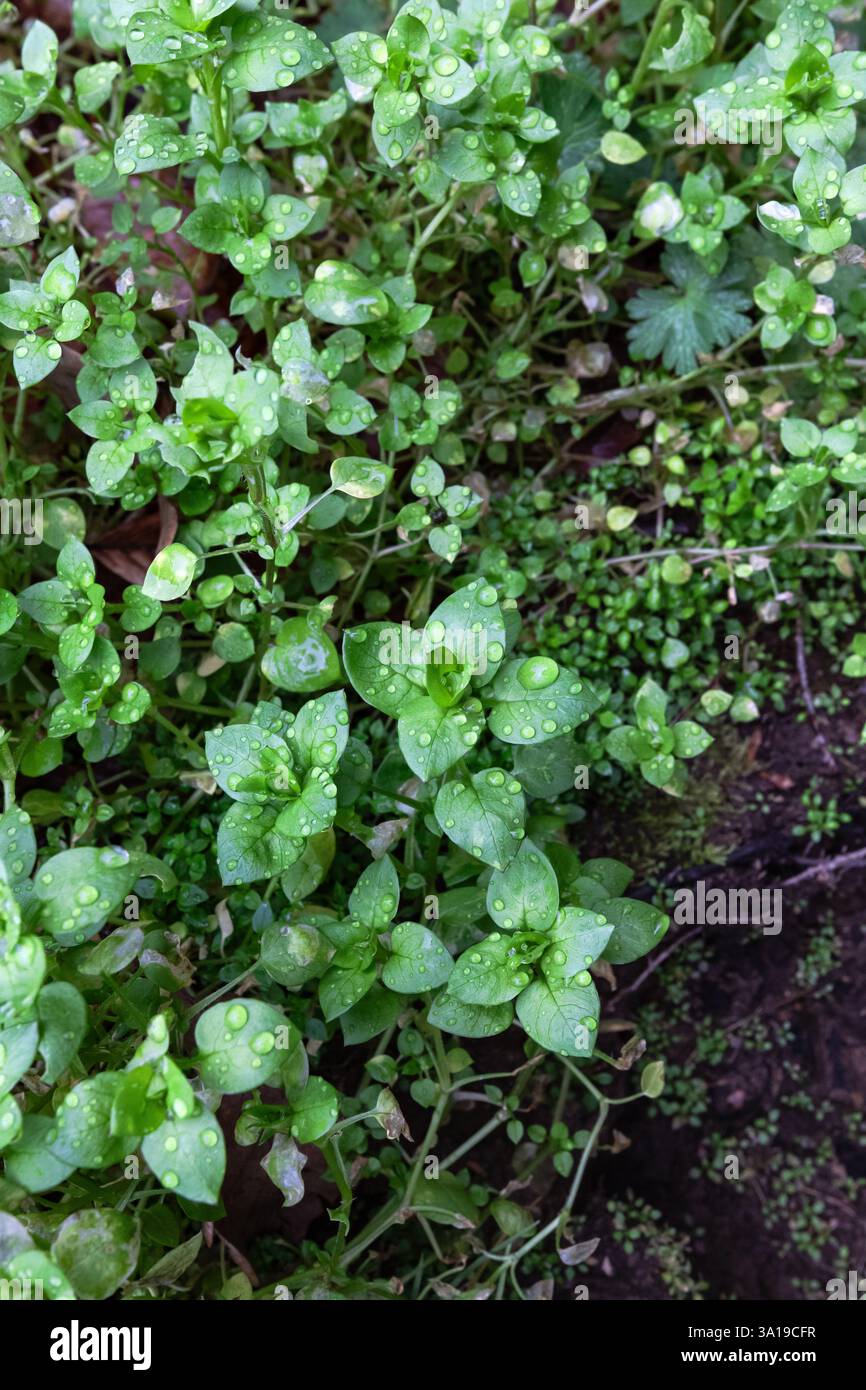 Little green leaves with water drops in the garden, top view ...