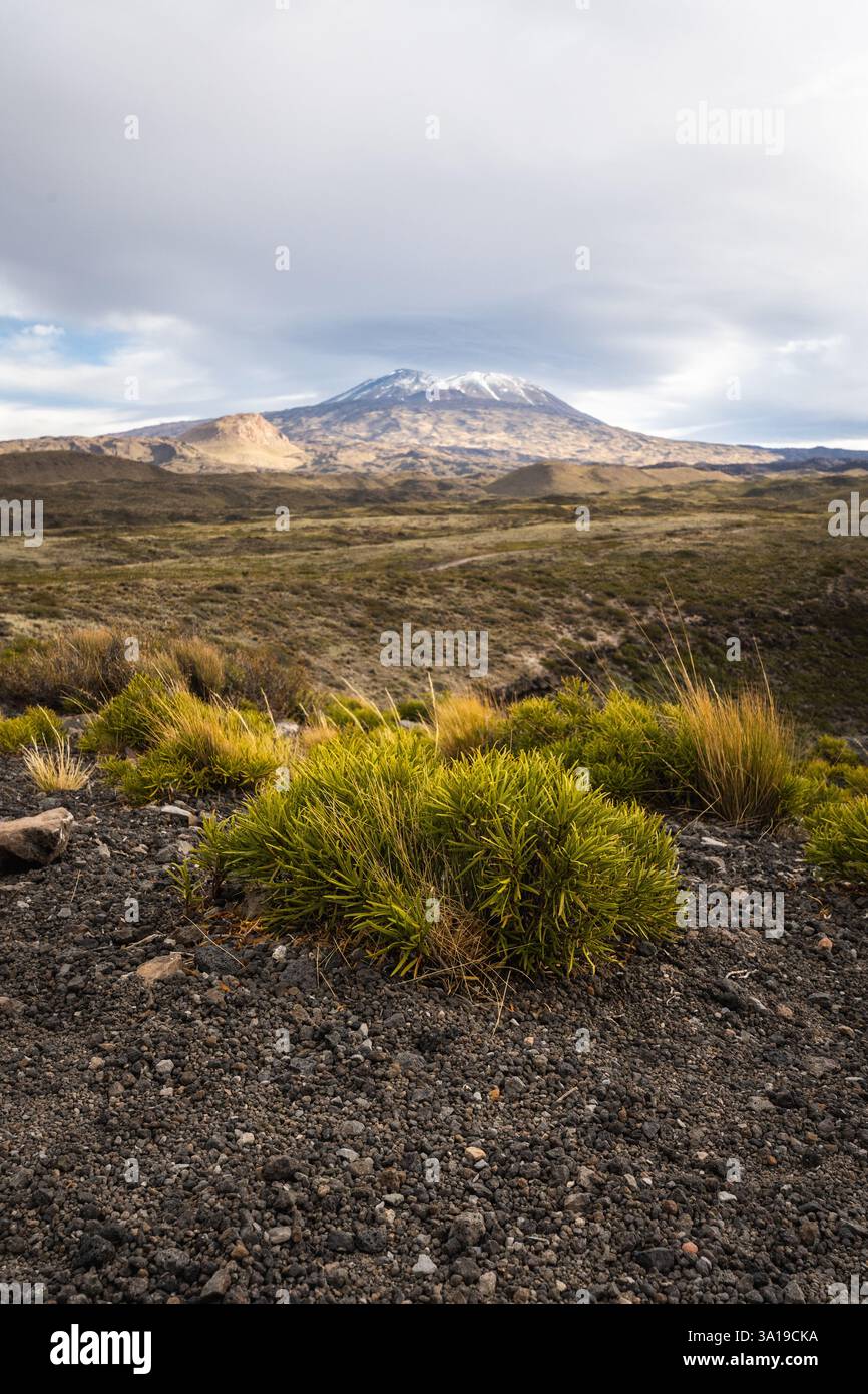 Tromen volcano emerging from the patagonia steppe Stock Photo - Alamy