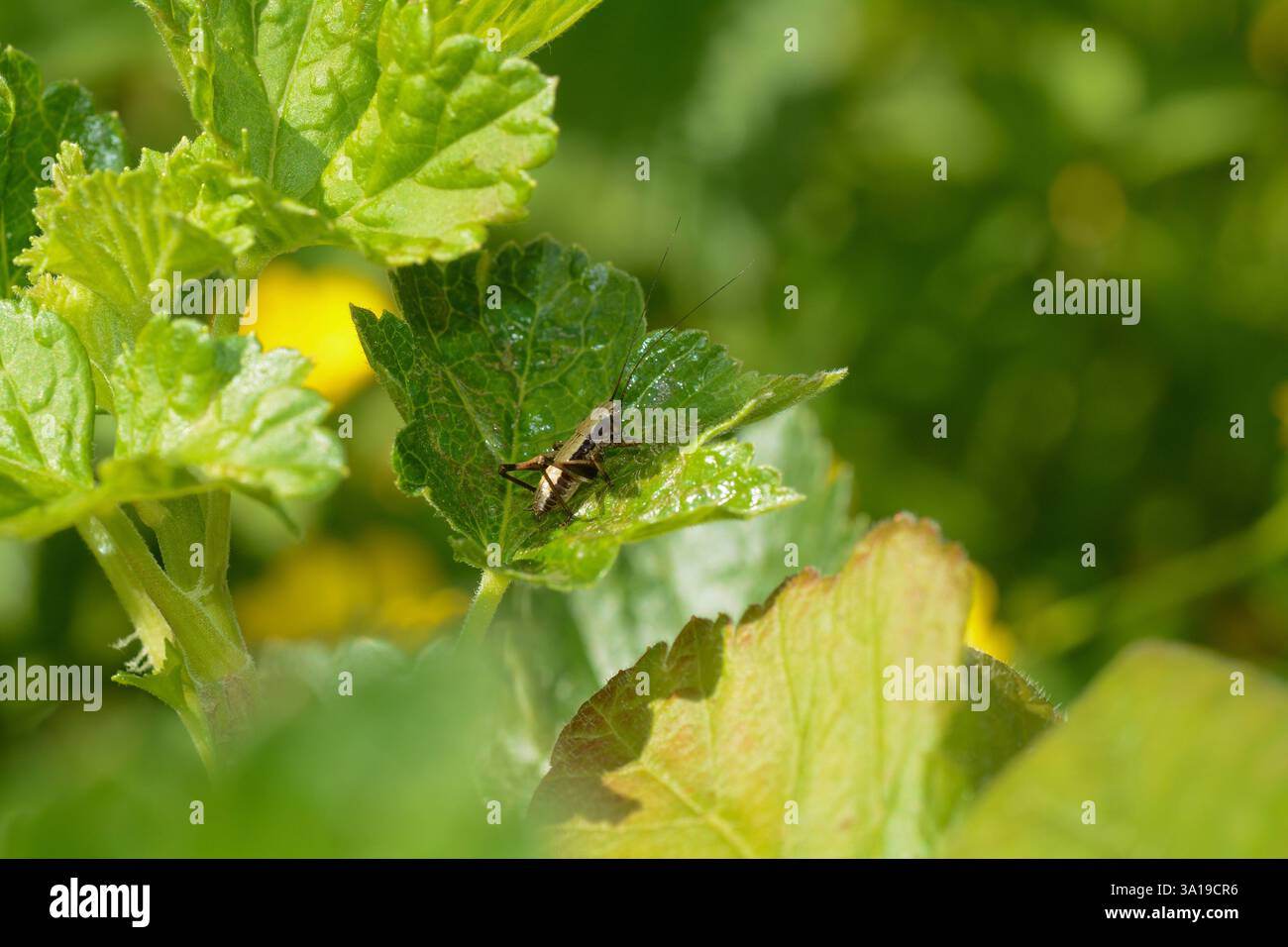 A small brown grasshopper sits on a leaf in green nature Stock Photo ...