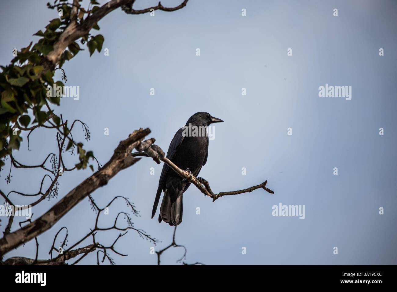 Raven crowing hi-res stock photography and images - Alamy