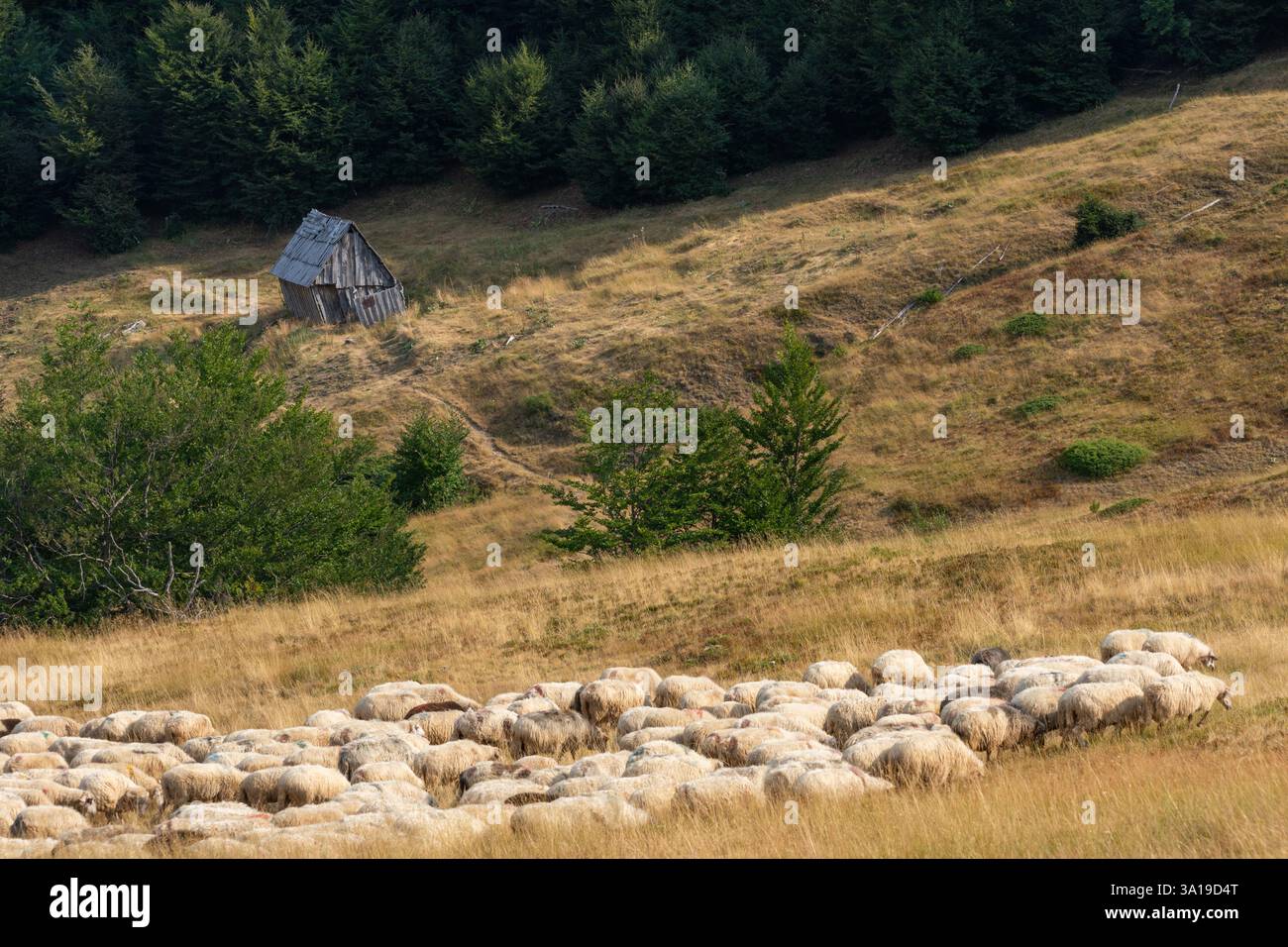 Farming culture albania hi-res stock photography and images - Alamy