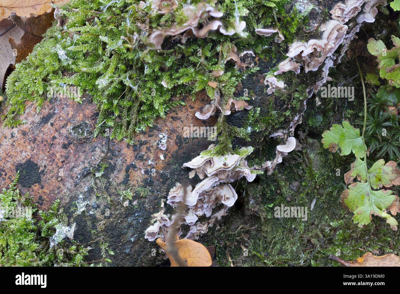 Moss carpet in damp places in the forest Stock Photo - Alamy