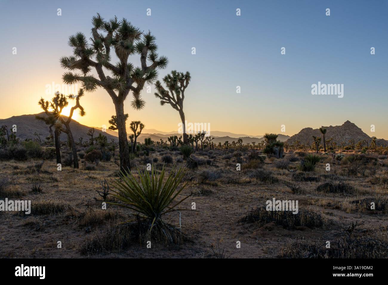 Joshua tree trees dusk hi-res stock photography and images - Alamy