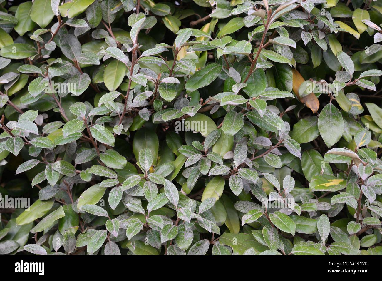 A close up of a bush with leaves that are mostly green but some are ...