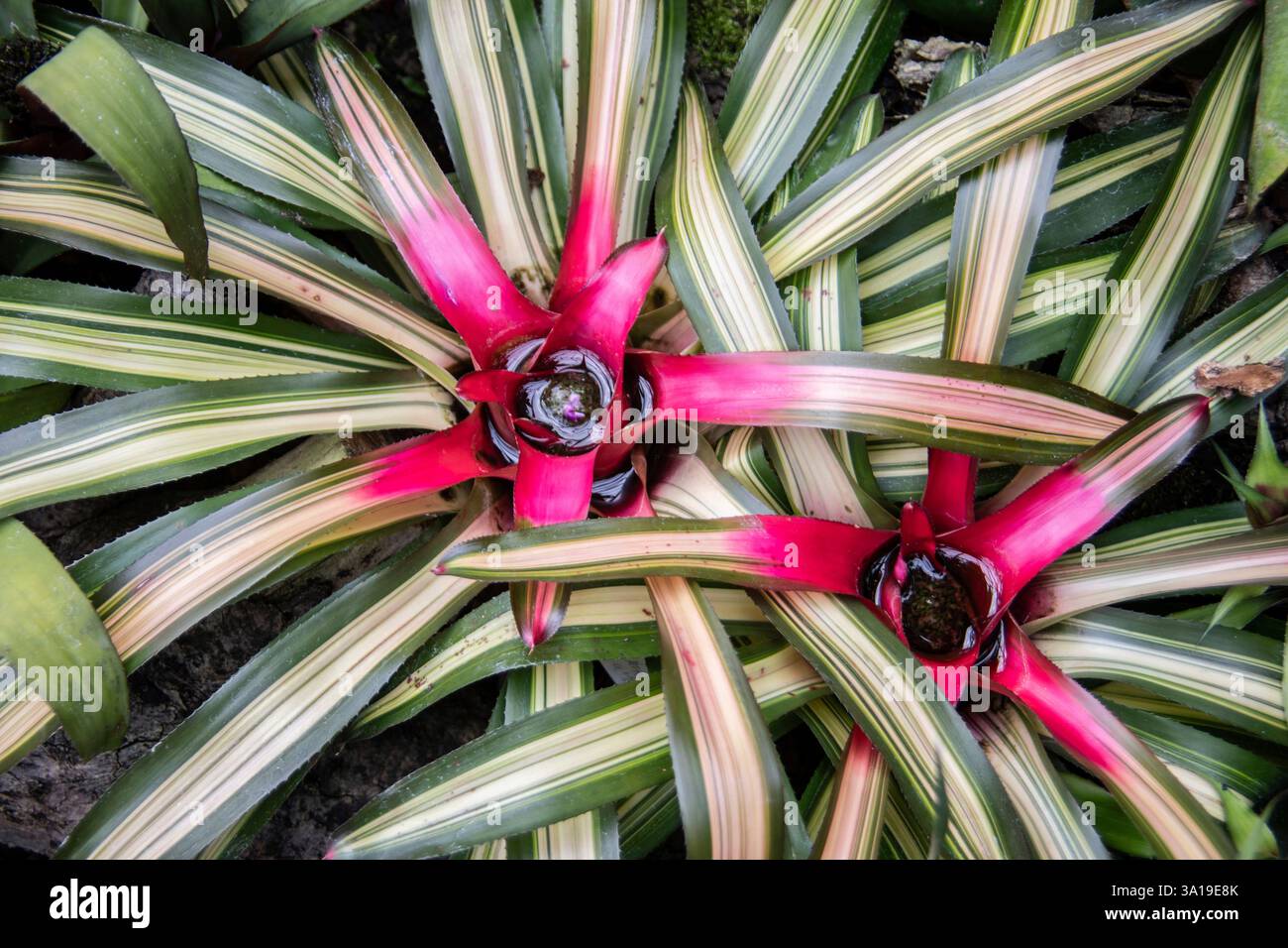 Bromeliads rainforest hi-res stock photography and images - Alamy