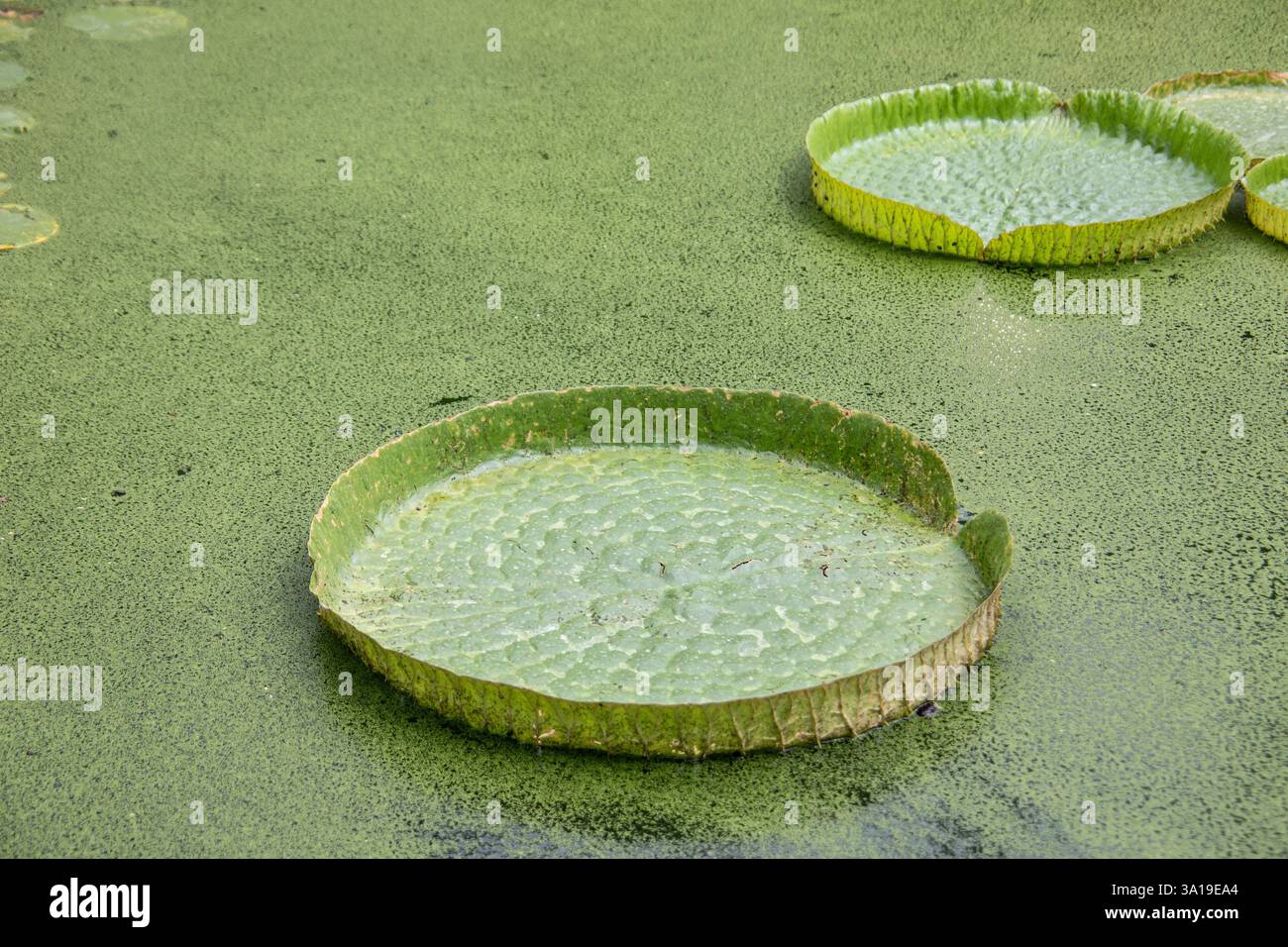 Lily pads pond flowers hi-res stock photography and images - Alamy