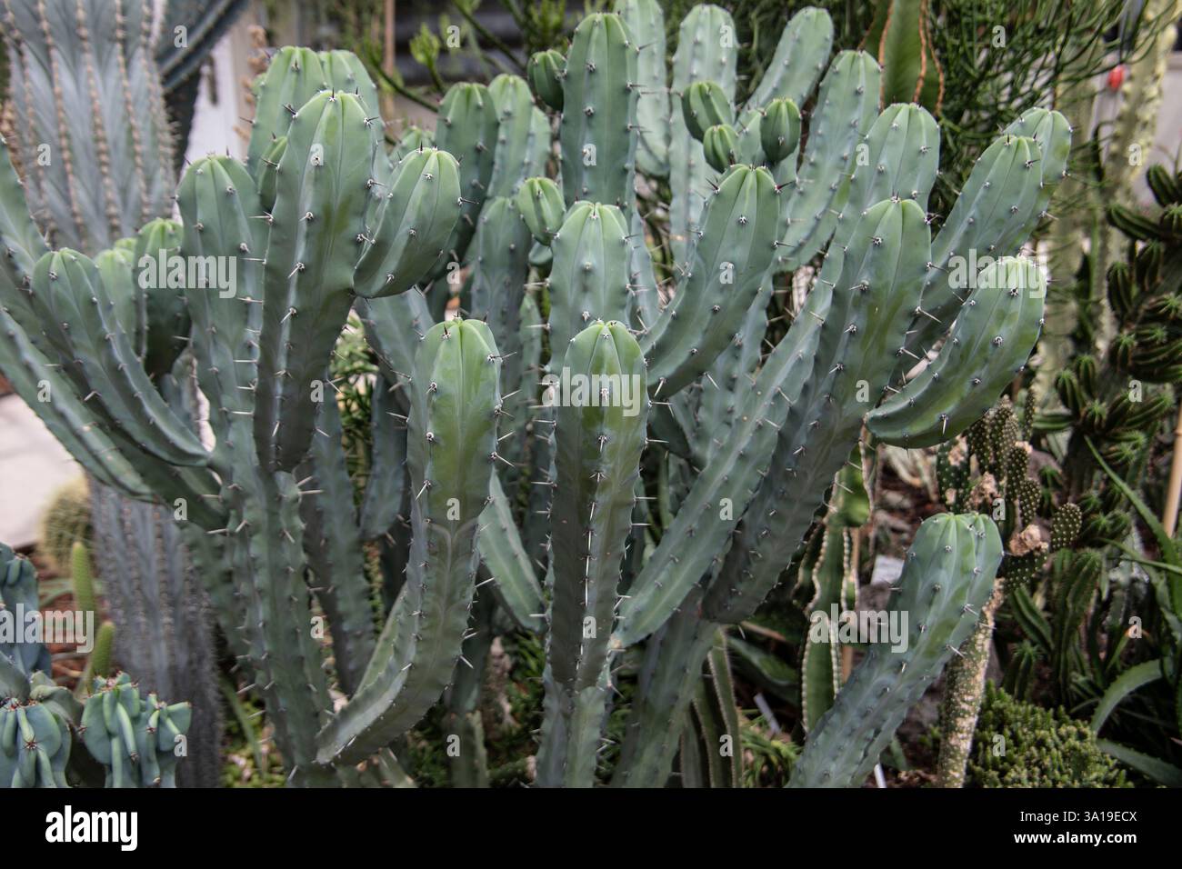 Desert with green cacti and spines Stock Photo - Alamy