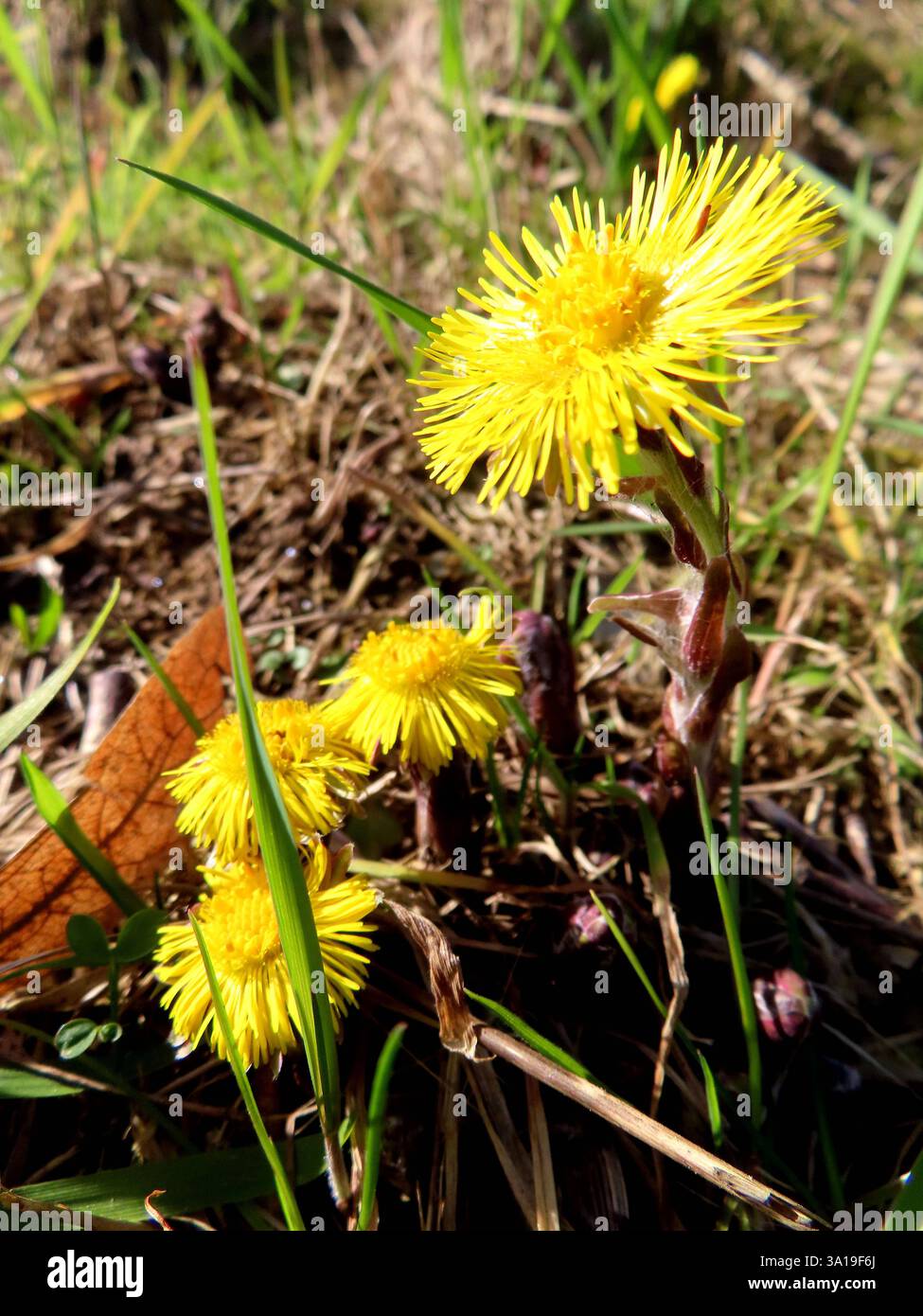 ...erkennbar ist der Huflattich an seinem geschuppten Stiel, der wie ...