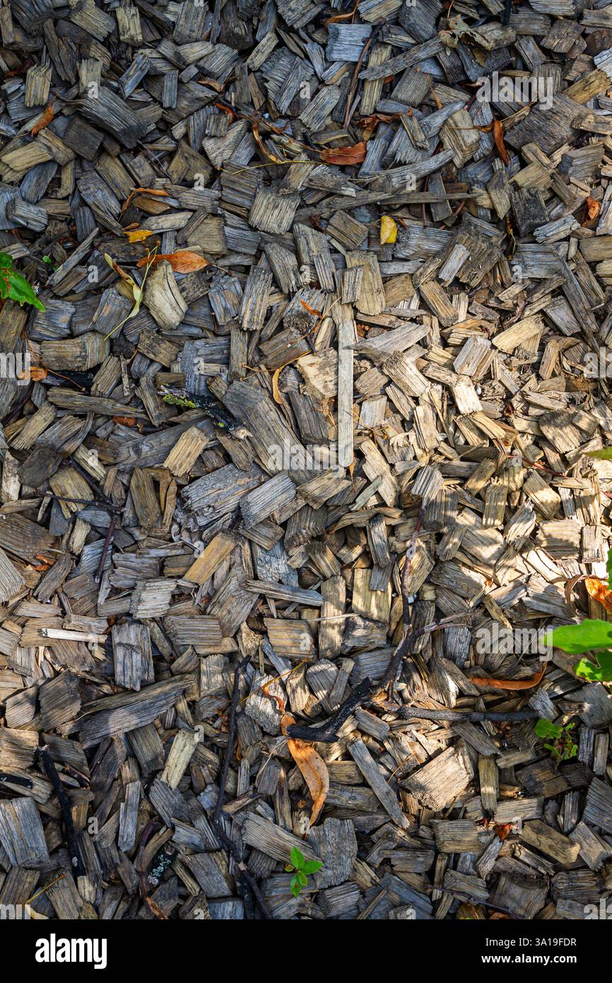 Wooden chip mulch ground's fragment. A textured background of wooden ...